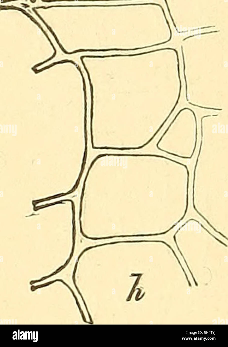 Interfascicular Cambium