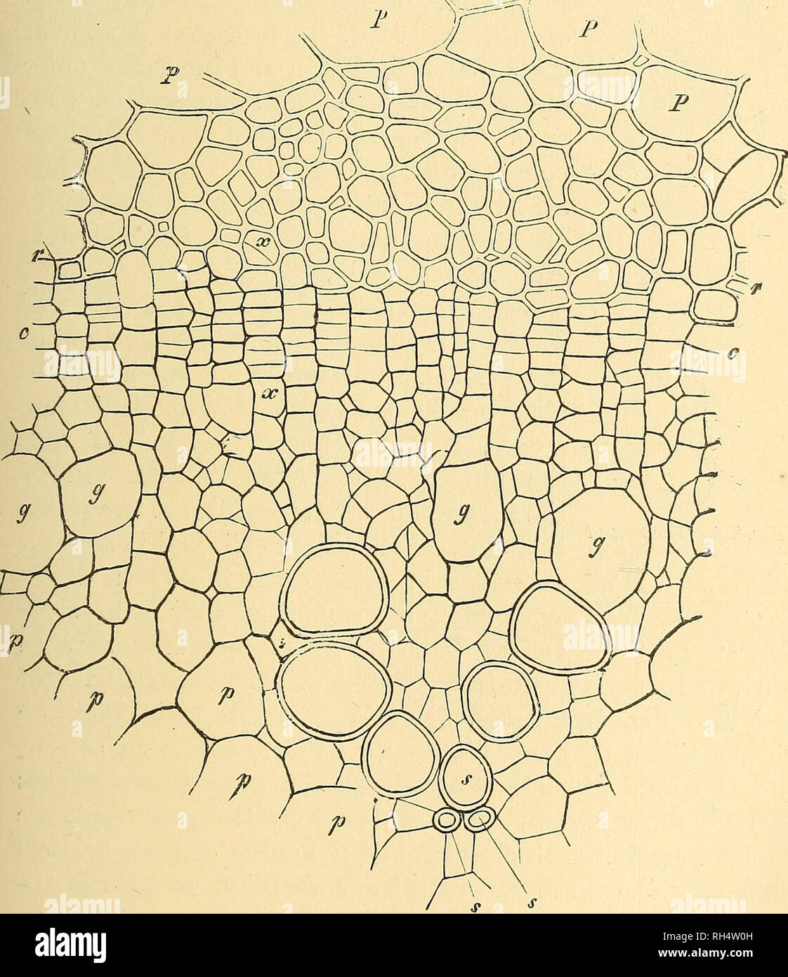 . Botany for high schools and colleges. Botany. Fig. 323.—Diagramg of ...