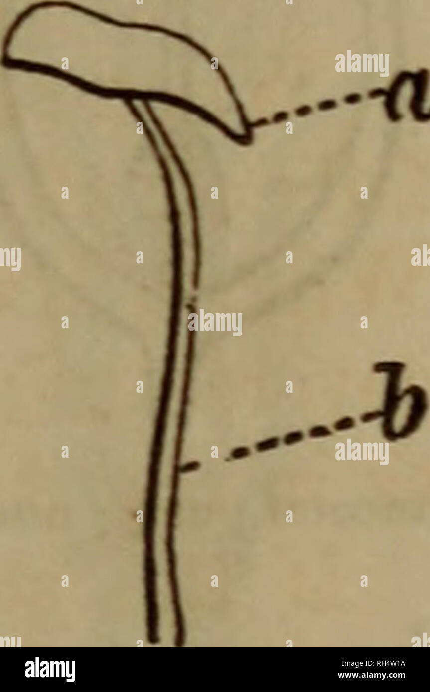 Ramification dense hi-res stock photography and images - Alamy