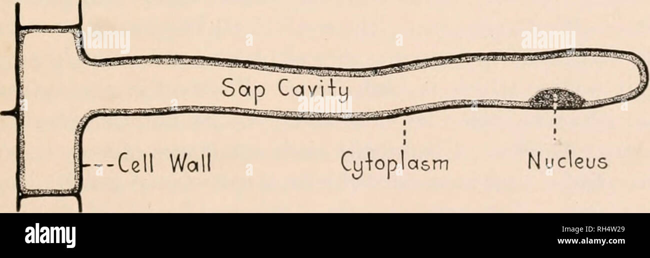 Root Hair Cell Model