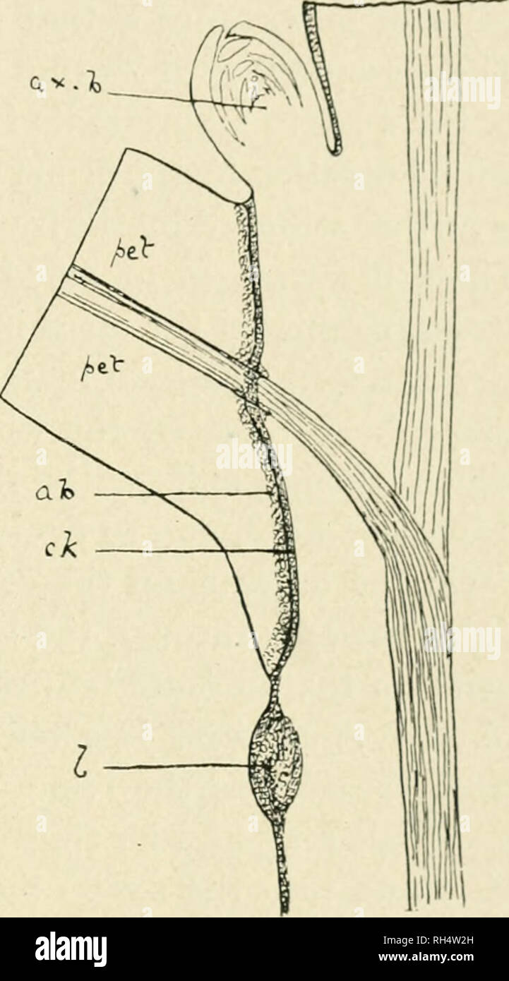 Dormant cell hi-res stock photography and images - Alamy