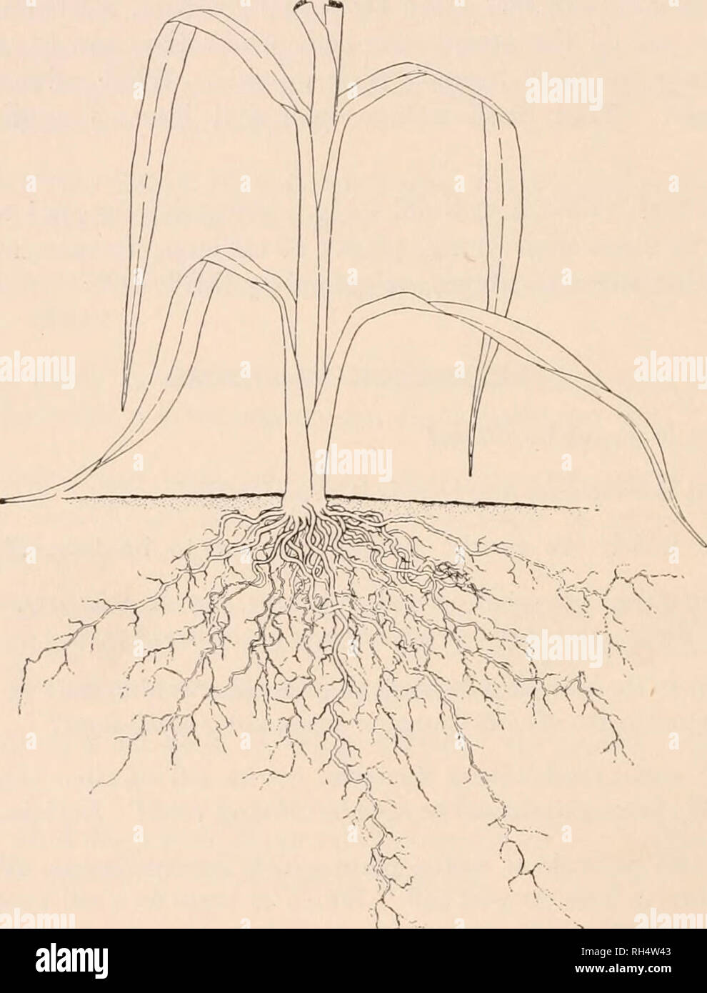 Storage Roots Plants