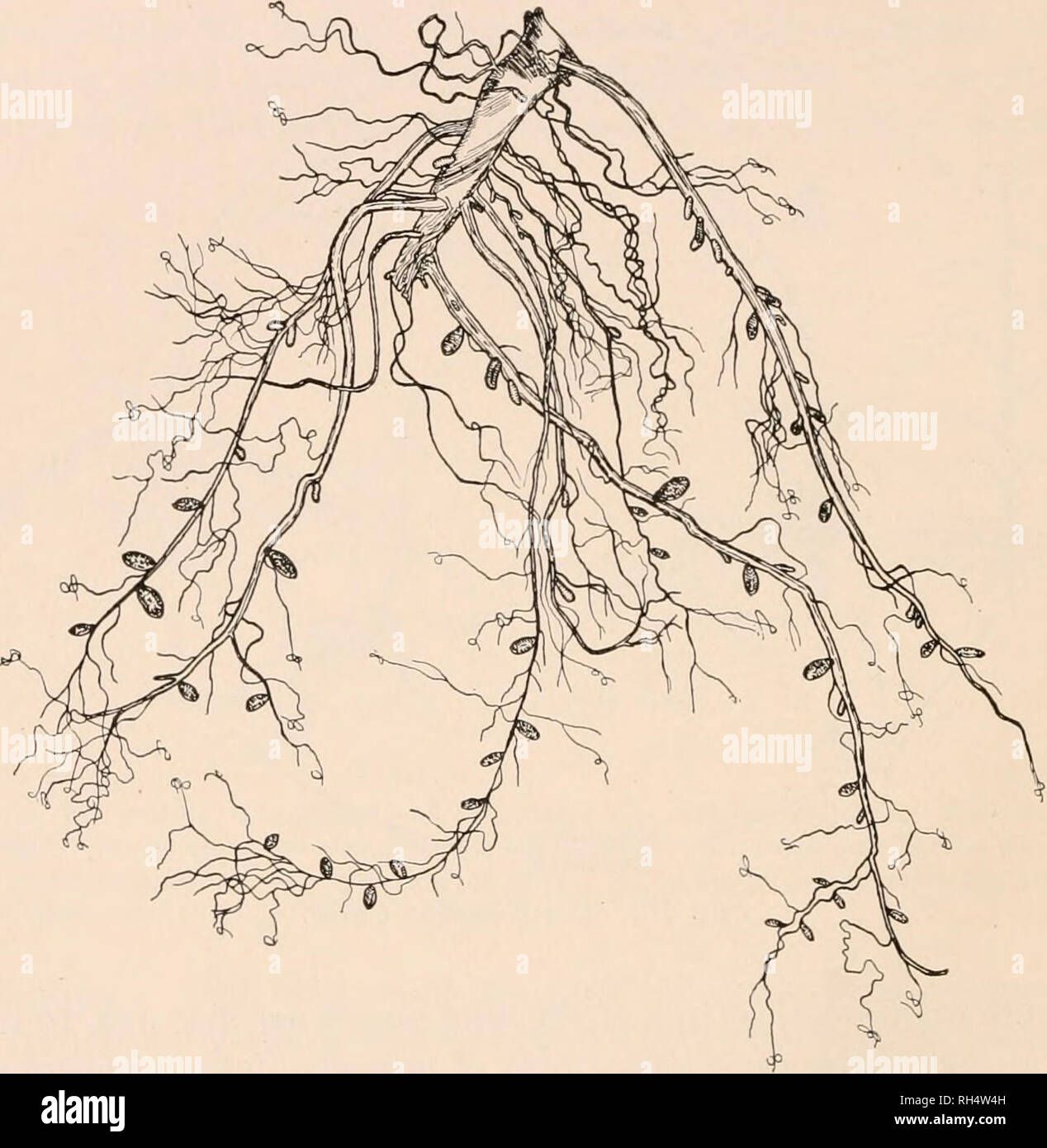 Root system leguminous plant hi-res stock photography and images - Alamy