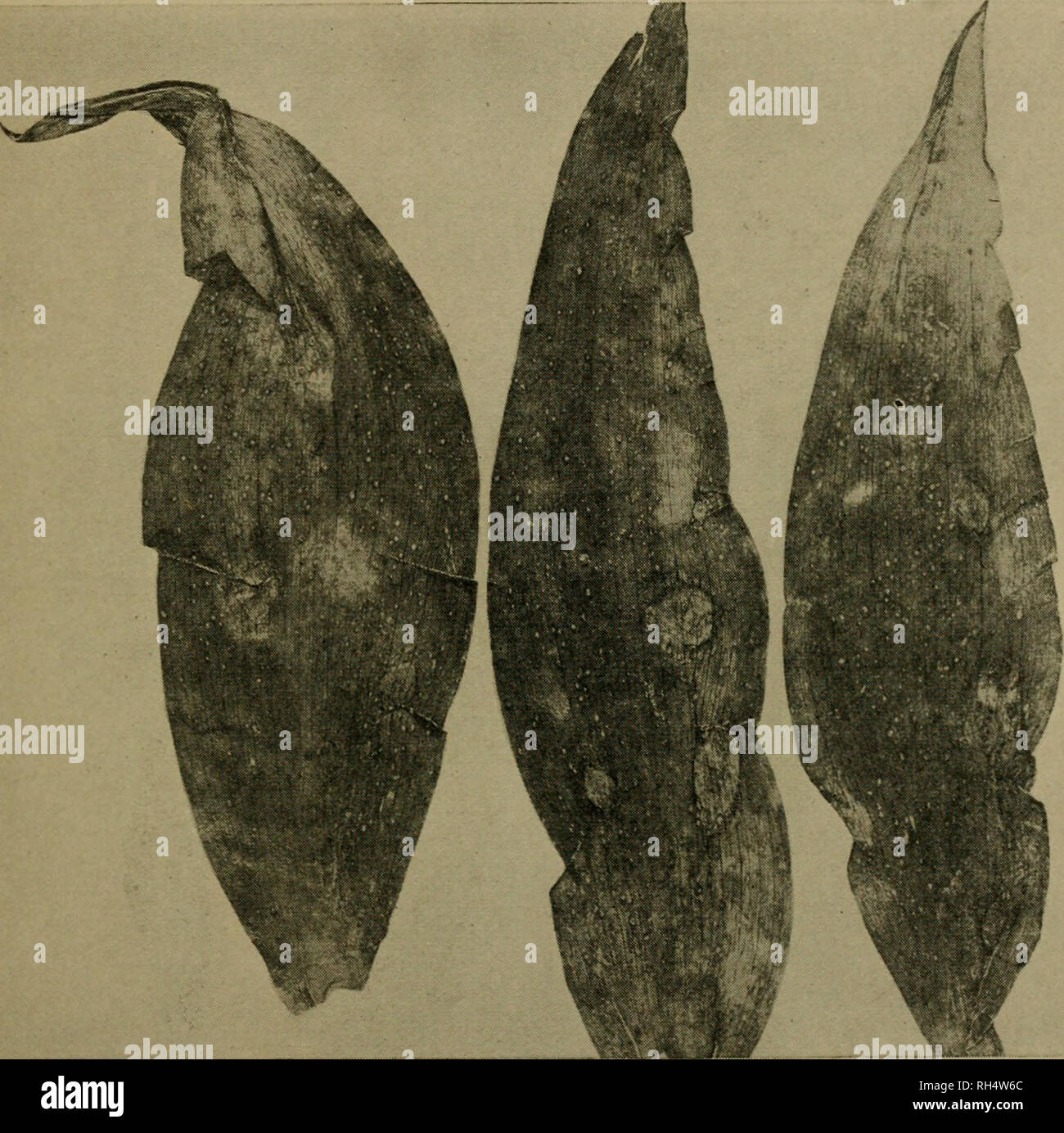 . The Botrytis blight of tulips ... Botrytis; Tulips. The Botrytis ...