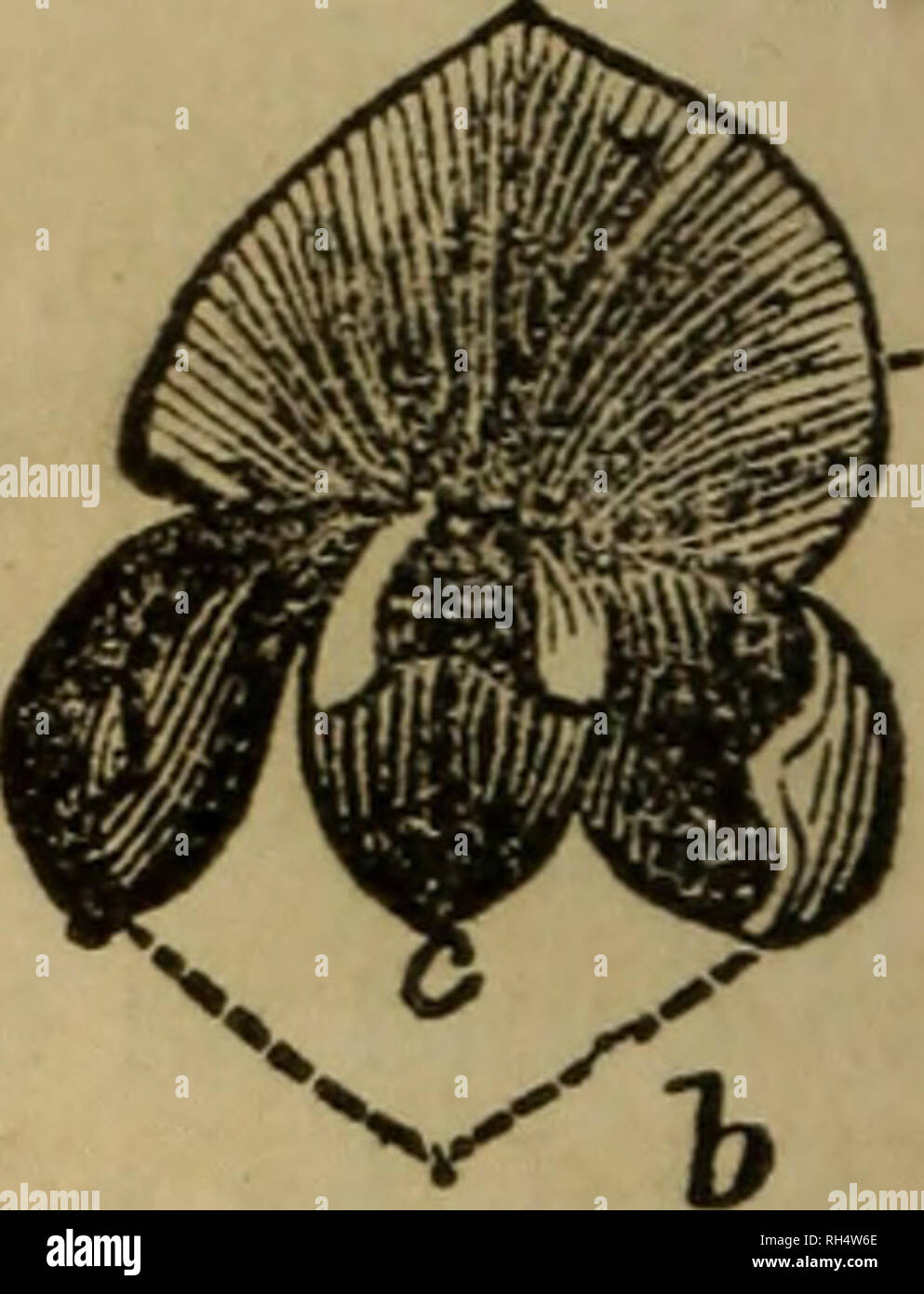 Legumino sae hi-res stock photography and images - Alamy