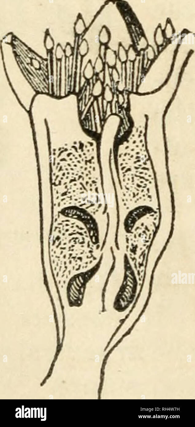 Dichotomous division hi-res stock photography and images - Alamy