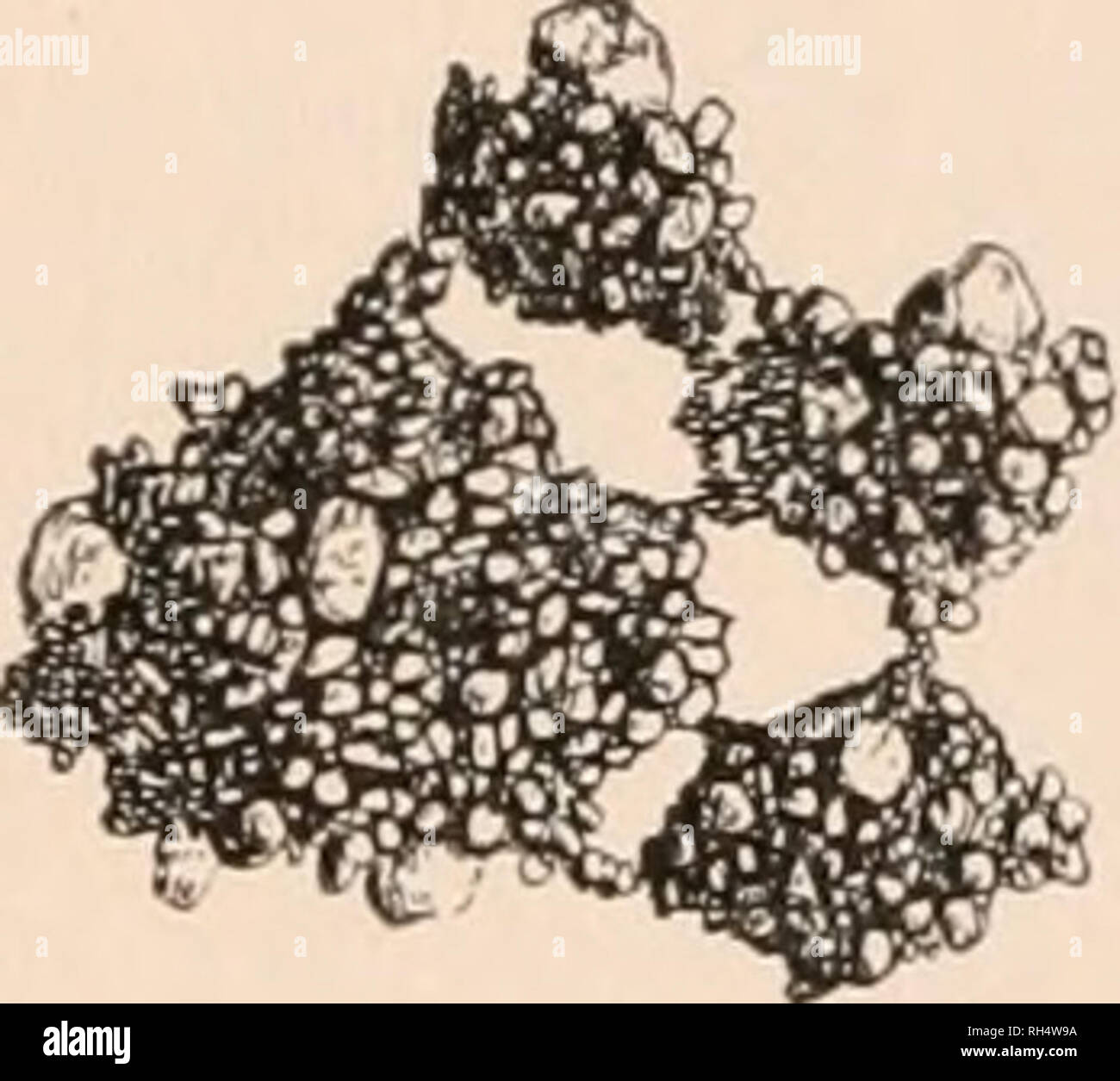 . Botany; principles and problems. Botany. 24 BOTANY: PRINCIPLES AND ...