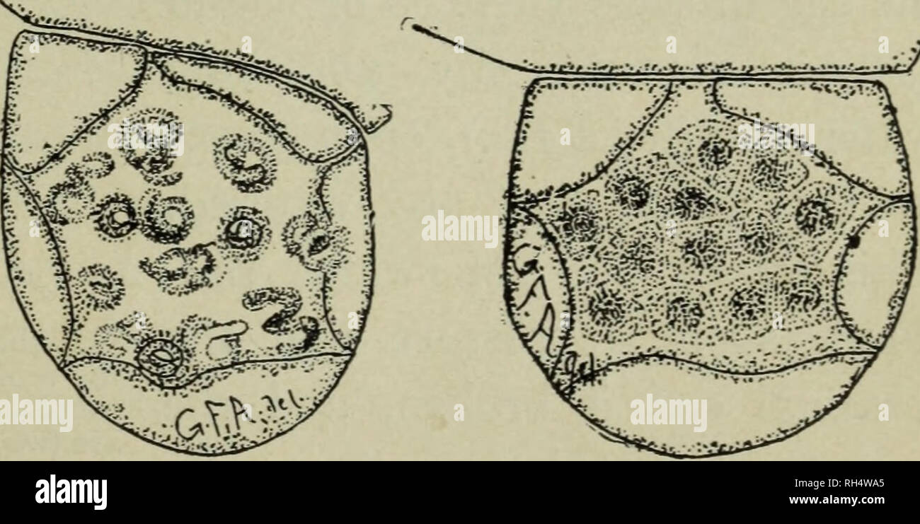 . Botany for high schools. Botany. Fig. 314- Prothallium of fern ...