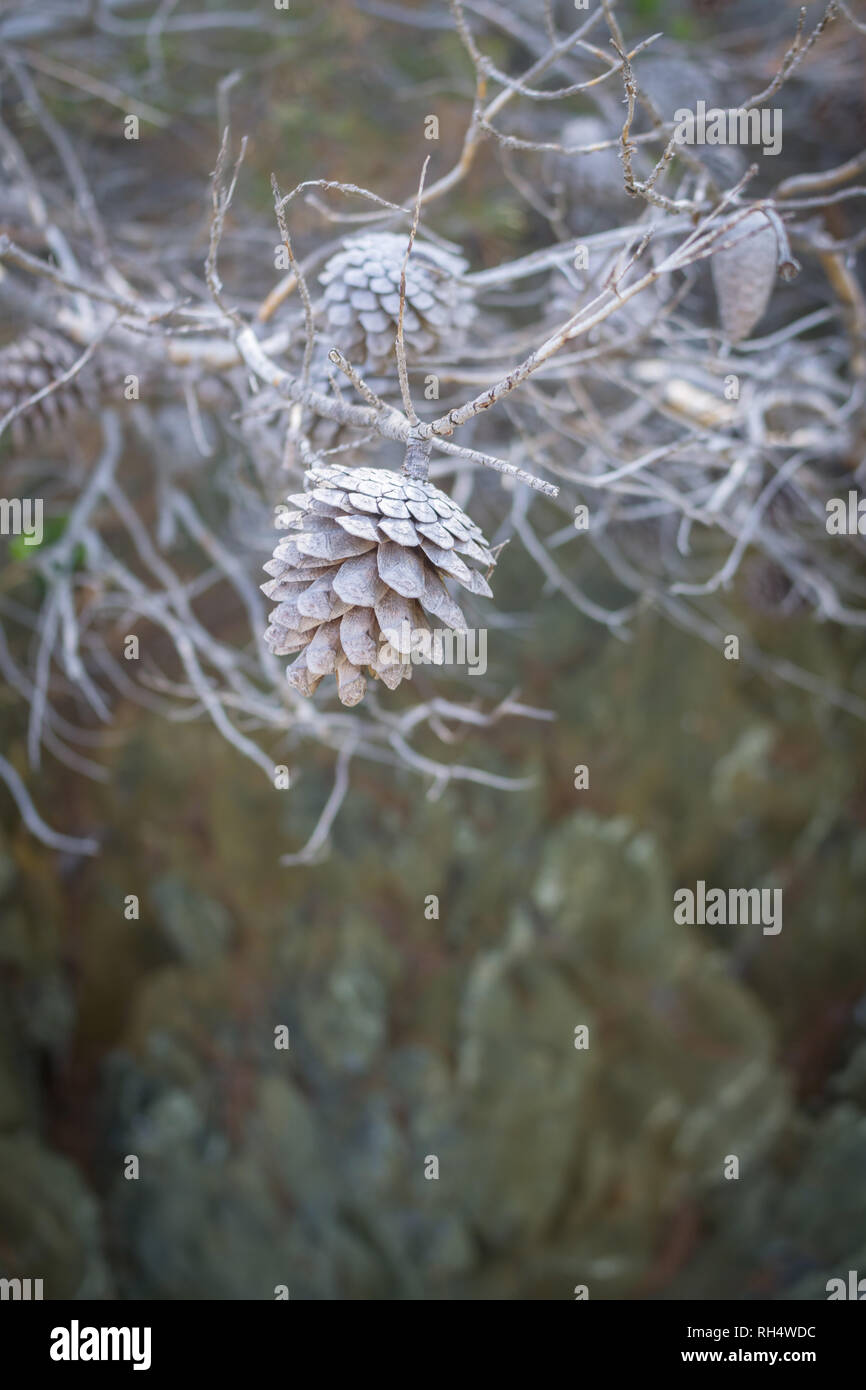 Base section plant hi-res stock photography and images - Alamy