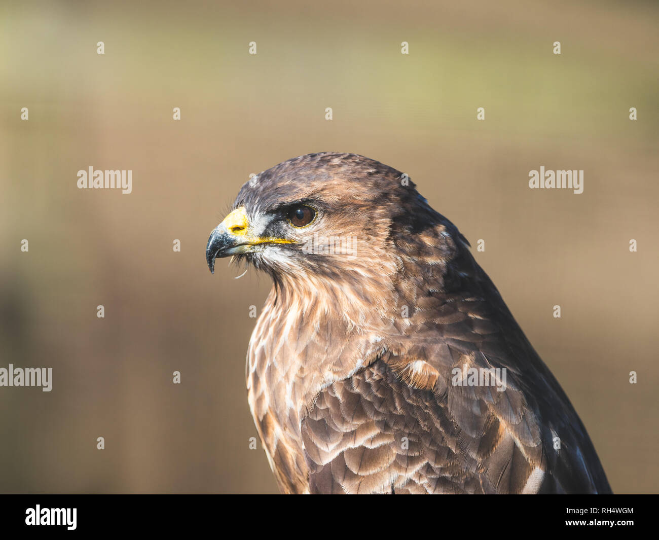 Common Buzzard. Head Close Up Stock Photo - Alamy