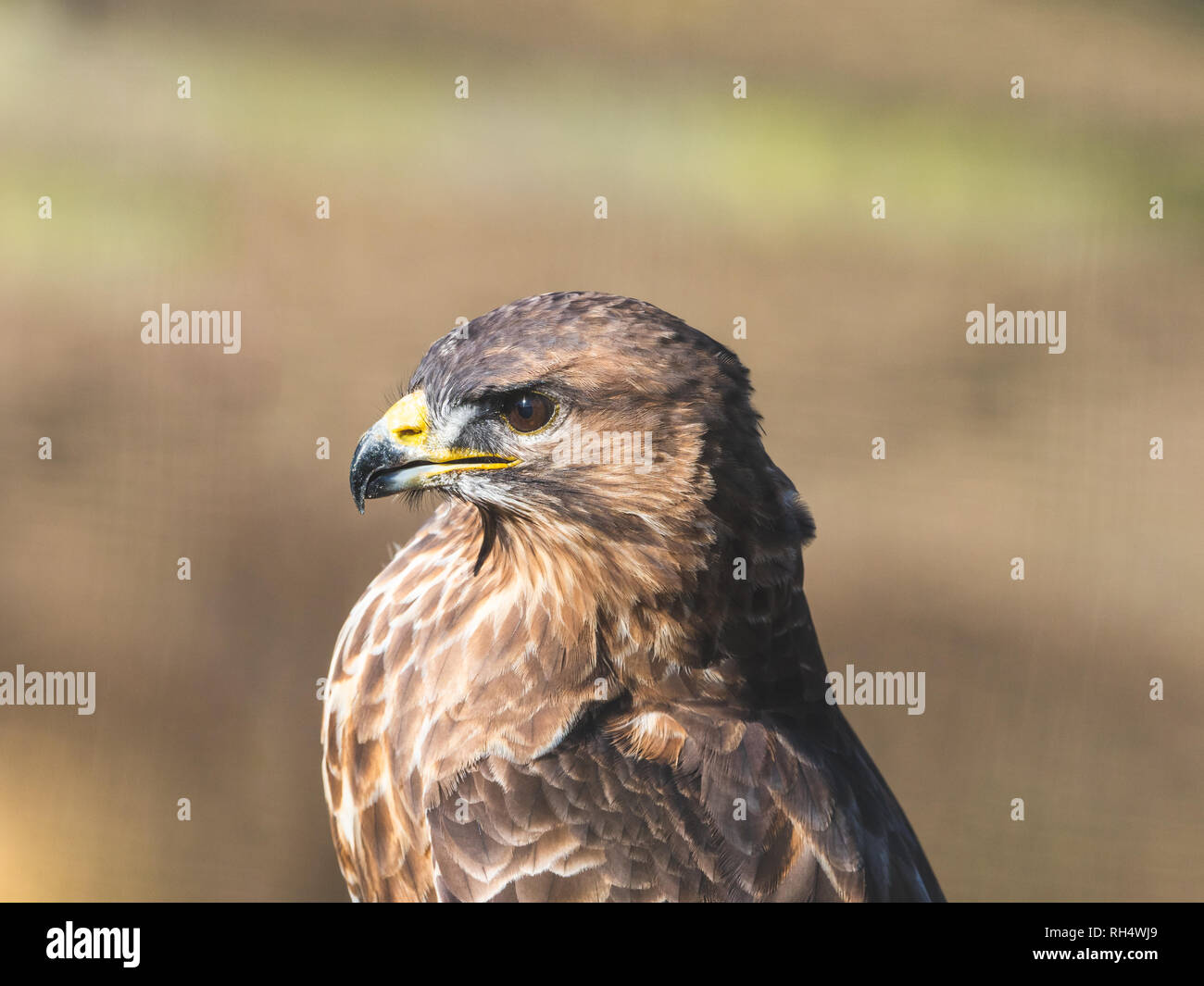 Common Buzzard. Head Close Up Stock Photo - Alamy