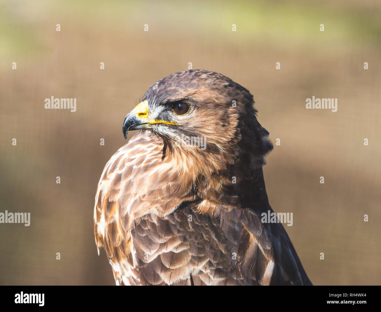 Common Buzzard. Head Close Up Stock Photo - Alamy