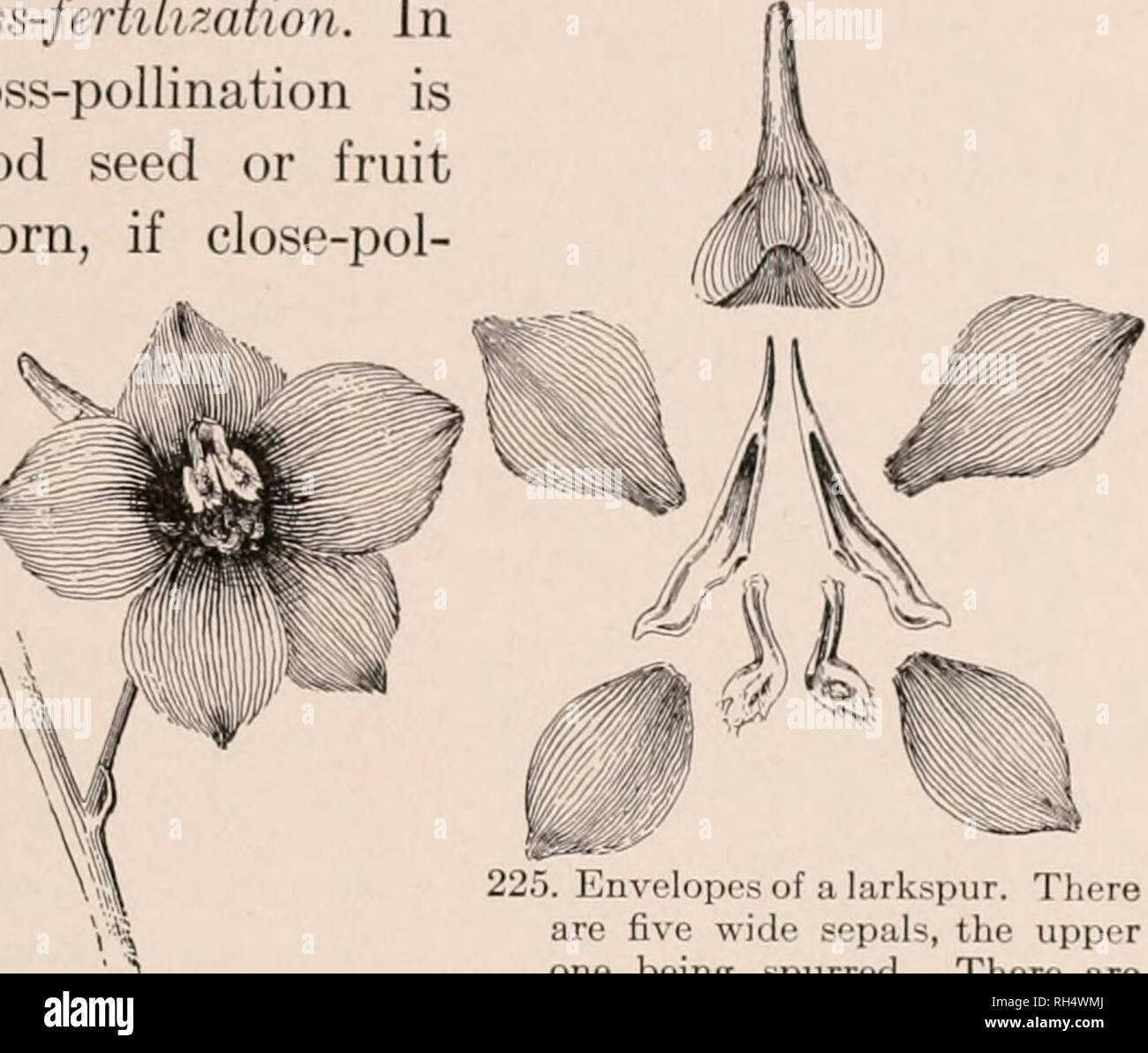Cross pollination corn hi-res stock photography and images - Alamy