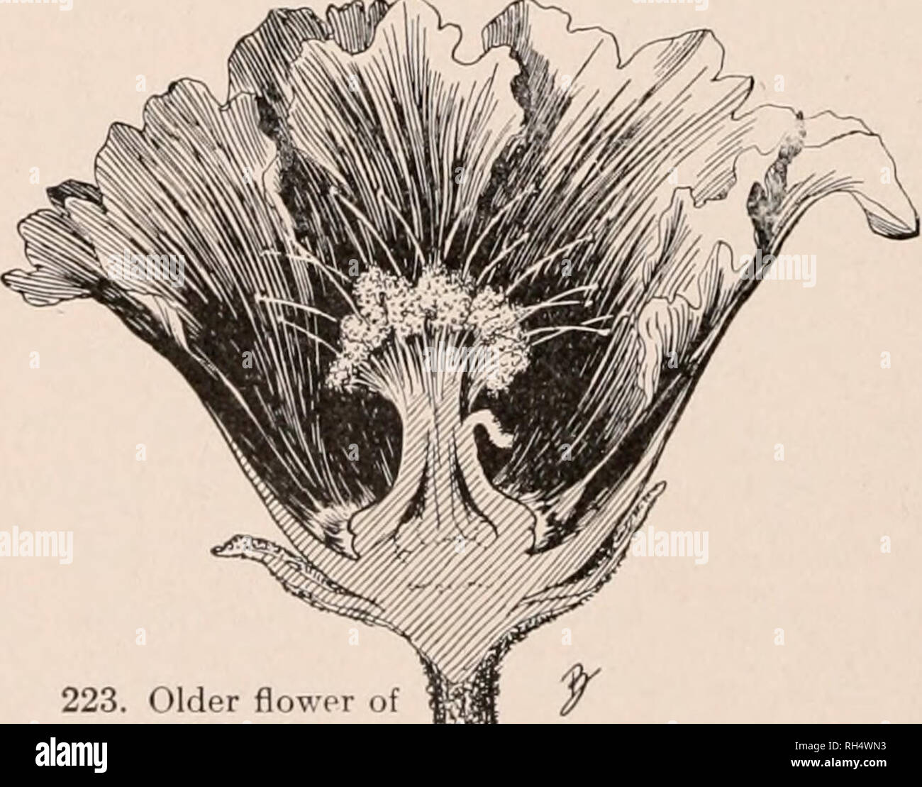 Corn cross pollination hi-res stock photography and images - Alamy