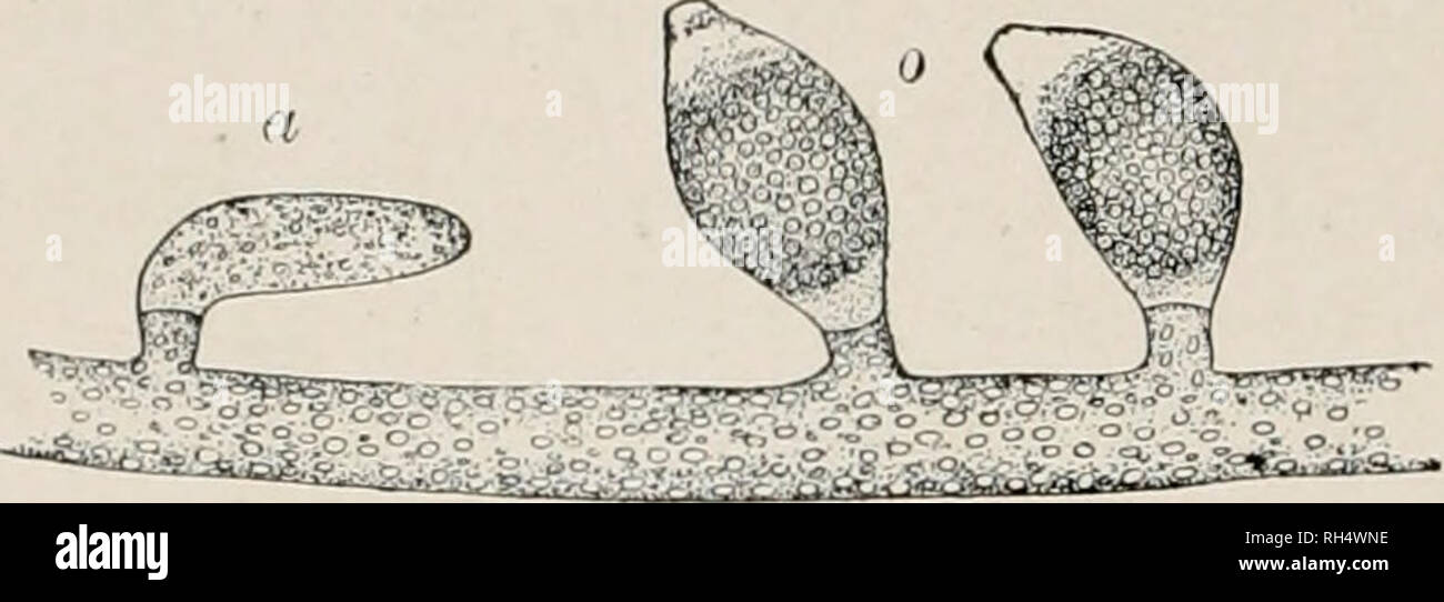 Oogonia cells hi-res stock photography and images - Alamy