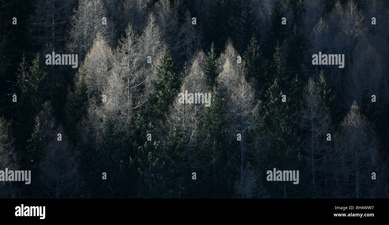 Panoramic image of beautiful Alpine coniferous forest - Woods with Firs ...