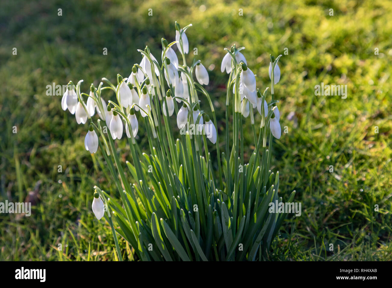 Five bells buriton hi-res stock photography and images - Alamy