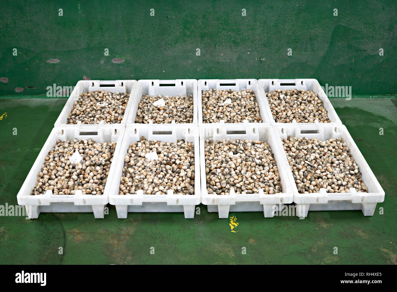 Mollusc farm hi-res stock photography and images - Alamy