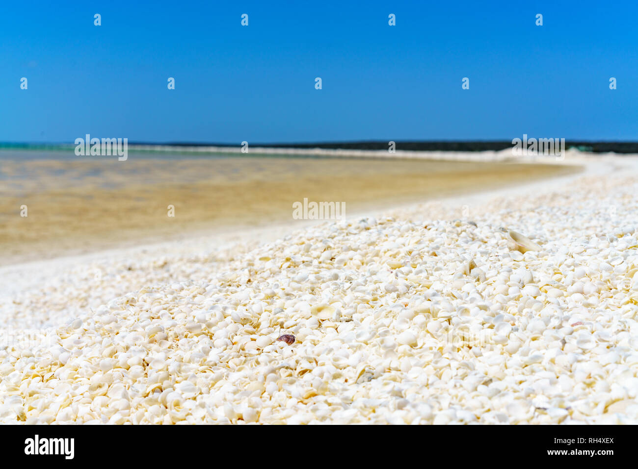 Australia shells seashells hi-res stock photography and images - Alamy