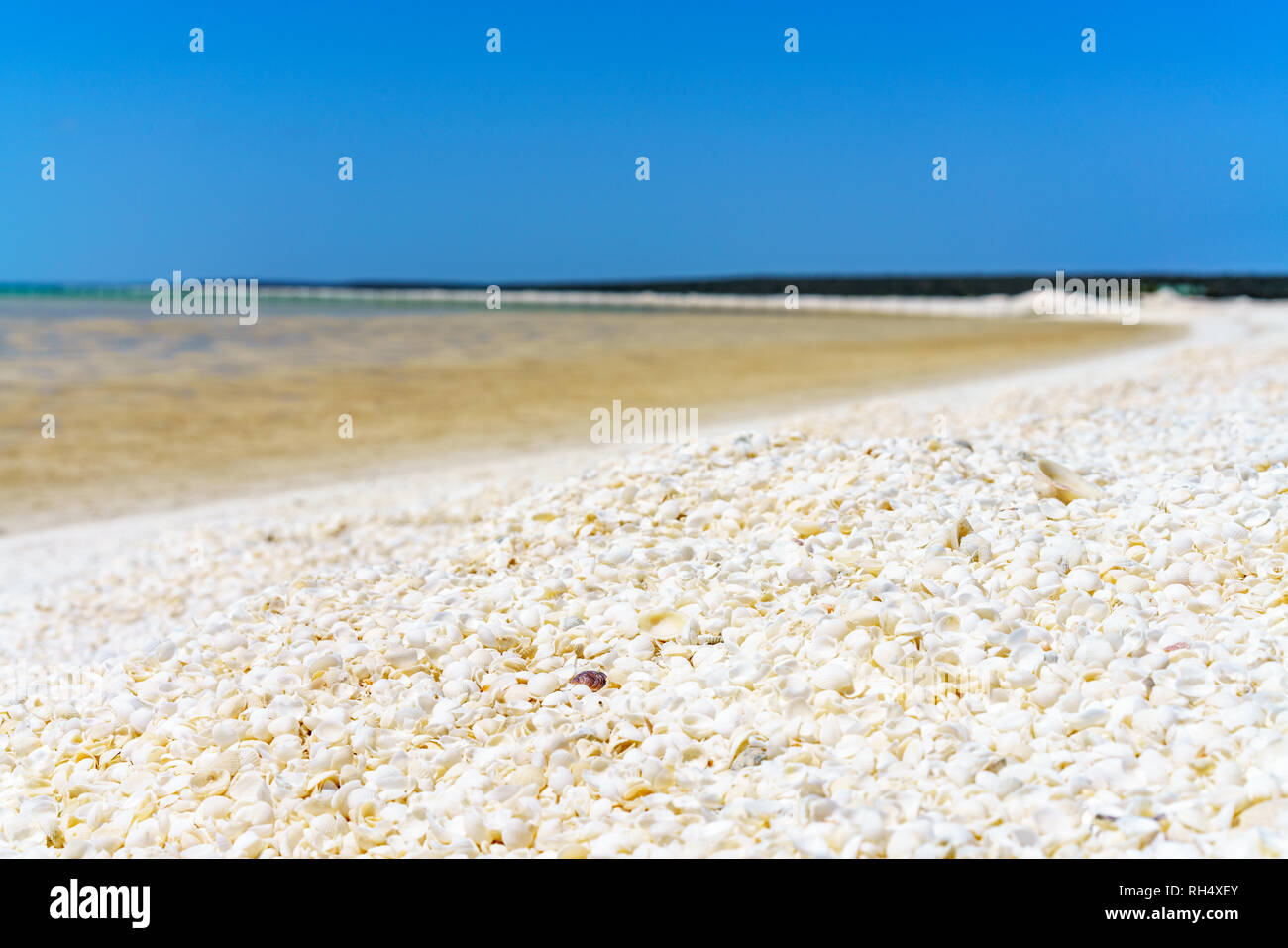 Shark bay australia shells hi-res stock photography and images - Alamy
