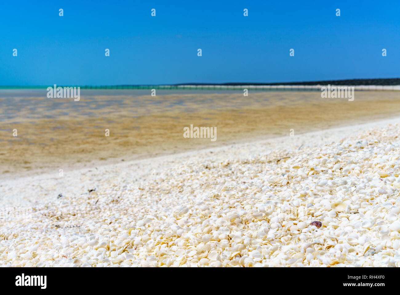 Australia shells seashells hi-res stock photography and images - Alamy