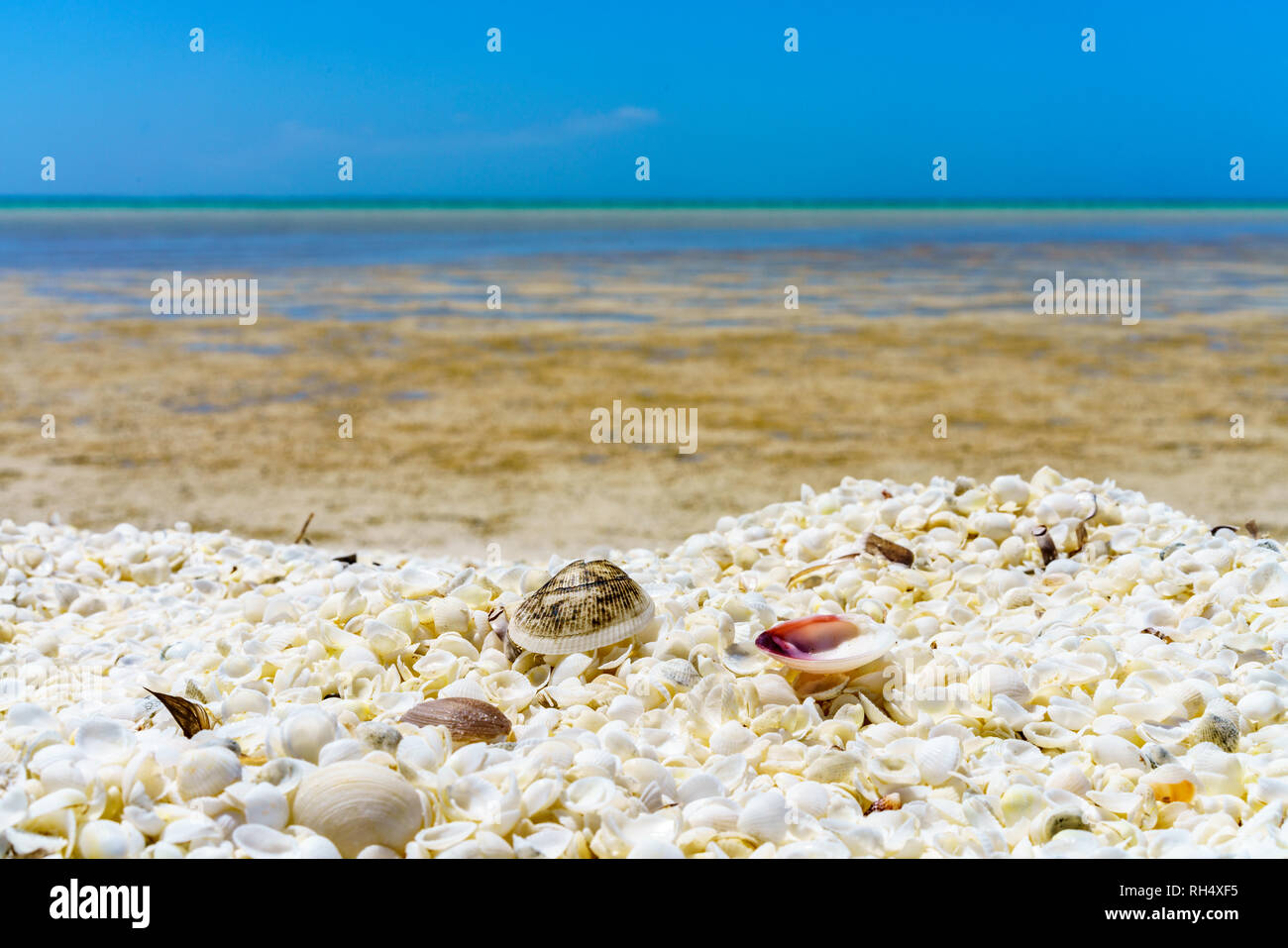 Australia shells seashells hi-res stock photography and images - Alamy