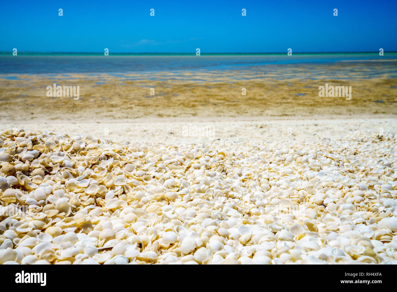Australia shells seashells hi-res stock photography and images - Alamy