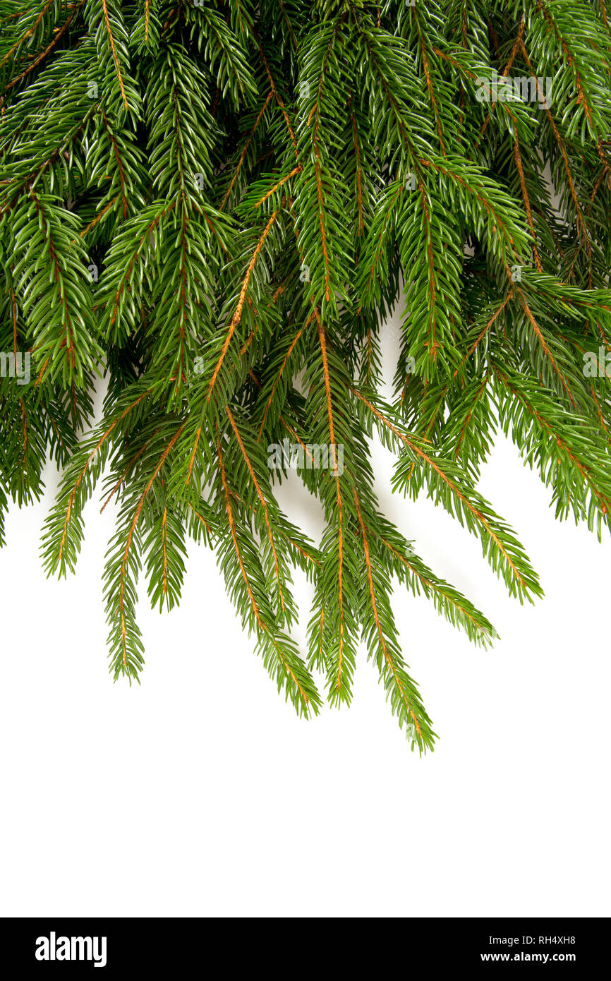 fir tree branch isolated on white Stock Photo - Alamy