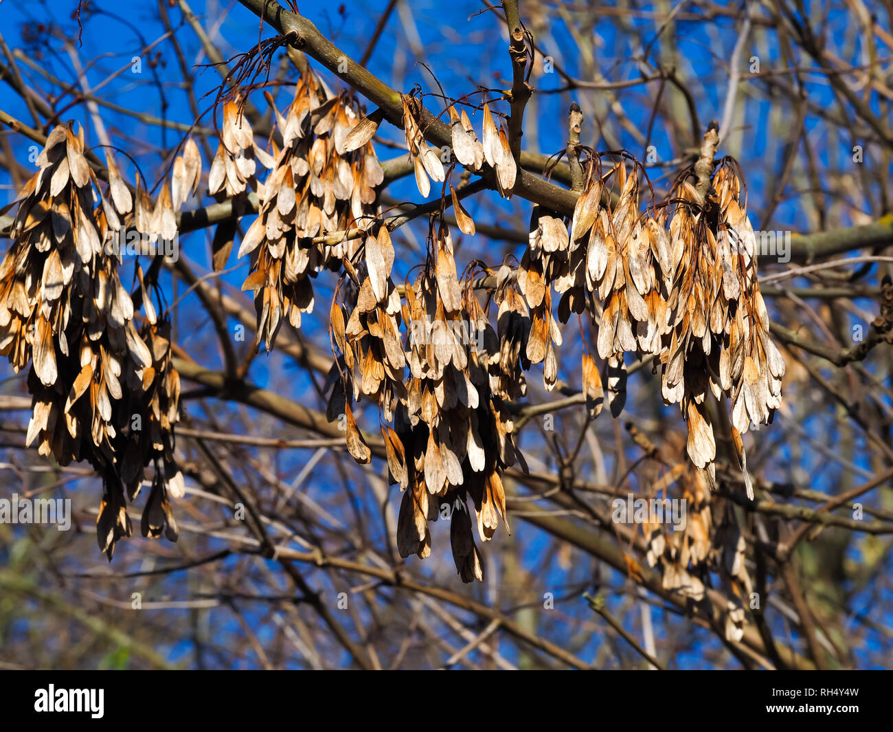 Ash Keys Stock Photos & Ash Keys Stock Images - Alamy