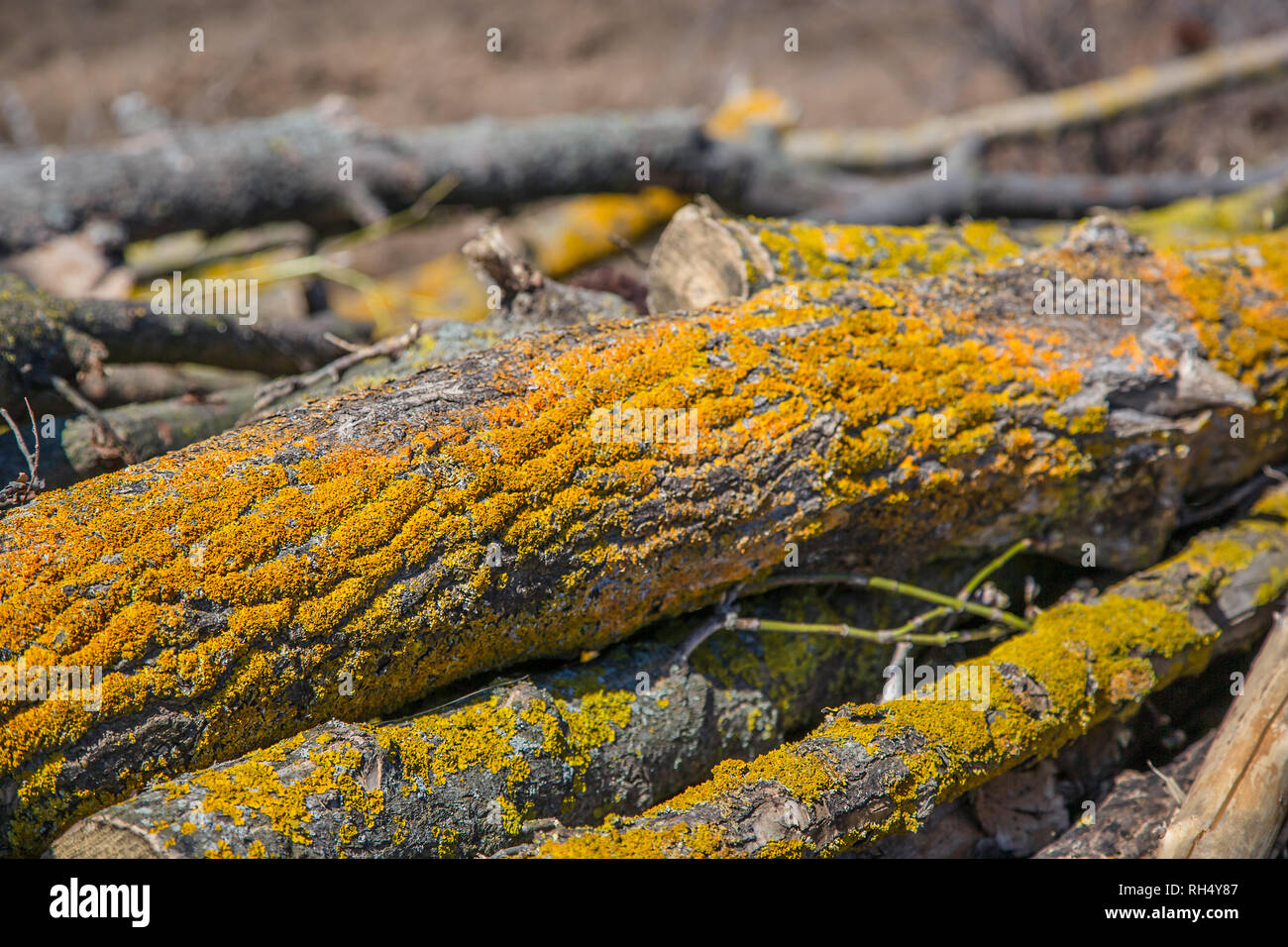 Parasitic infection branch hi-res stock photography and images - Alamy