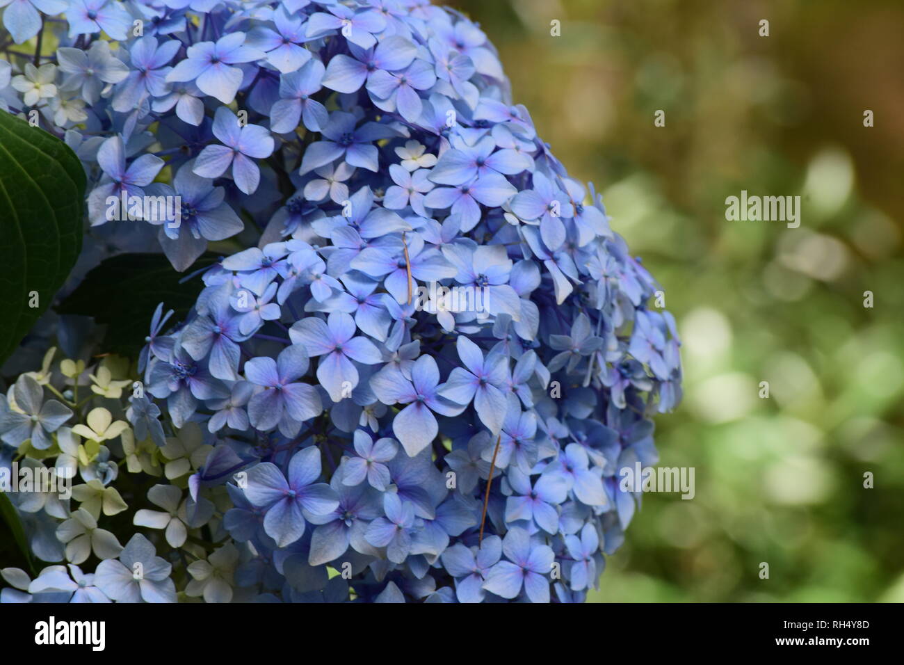 Flower shot at Hadimba Temple, Manali Stock Photo - Alamy