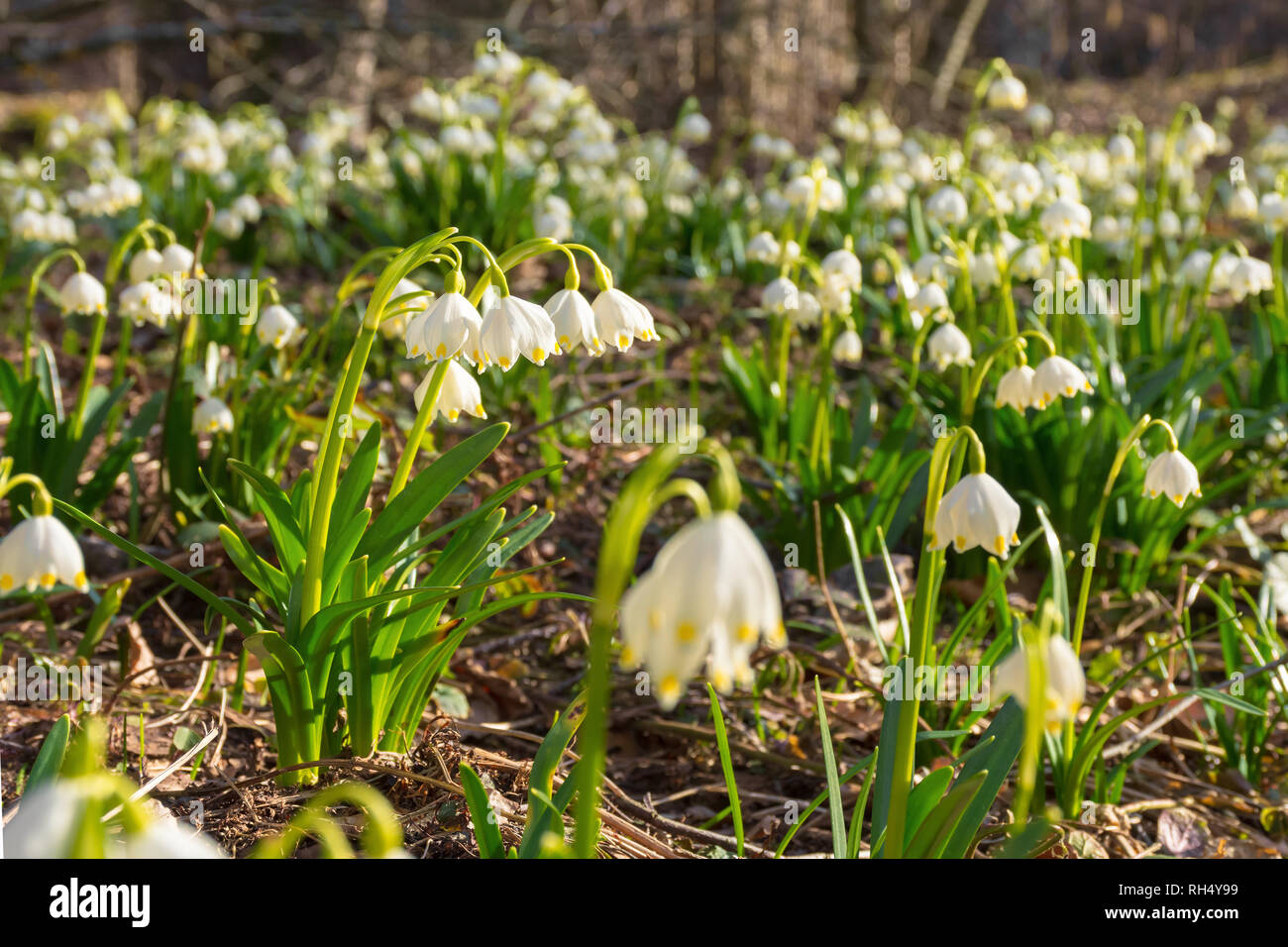 blooming spring snowflakes. first flowers on a forest glade during springtime. Beautiful nature ...