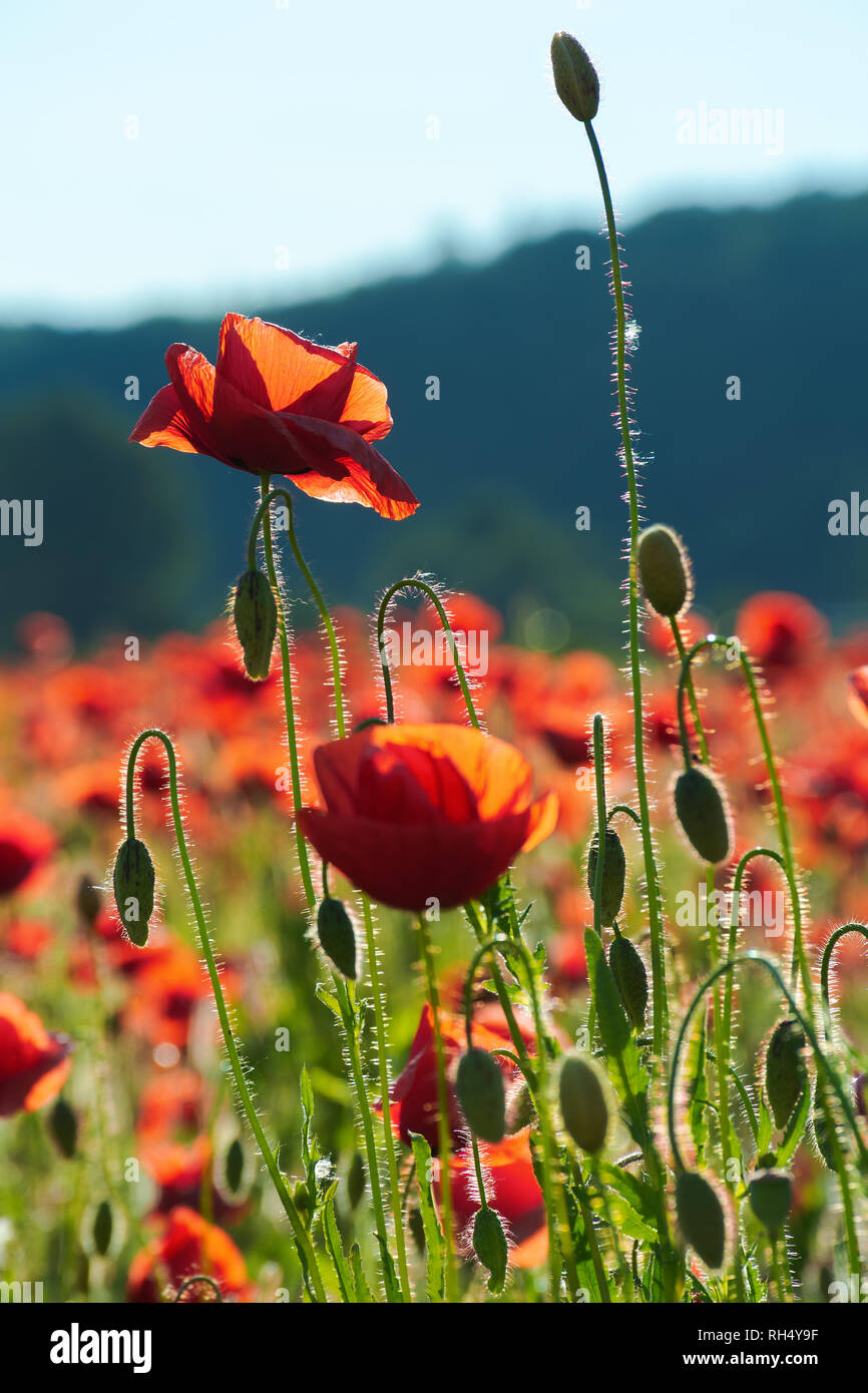 Pretty Scenery Flowers