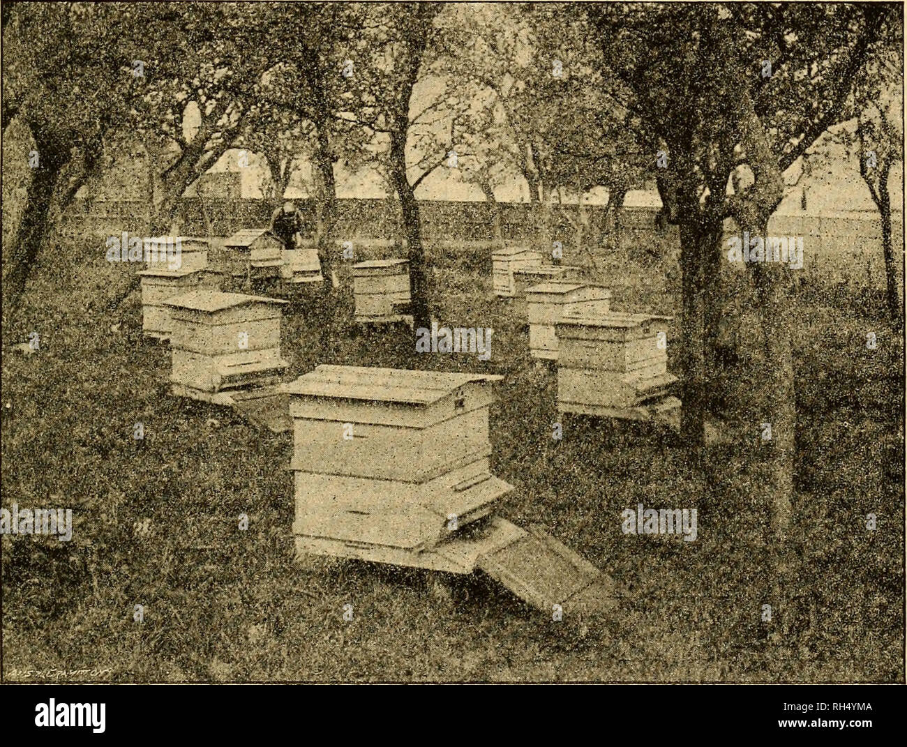 . British bee journal & bee-keepers adviser. Bees. Dec. 3, 1896.] THE ...