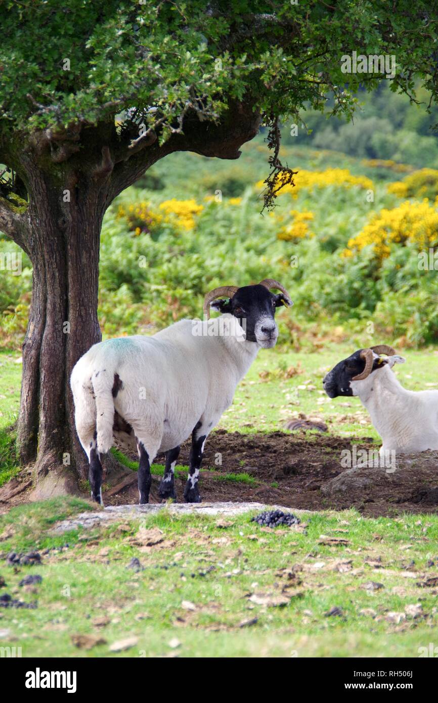 Pair of Scottish Blackfaced Sheep under a Hawthorn Tree. Dartmoor ...