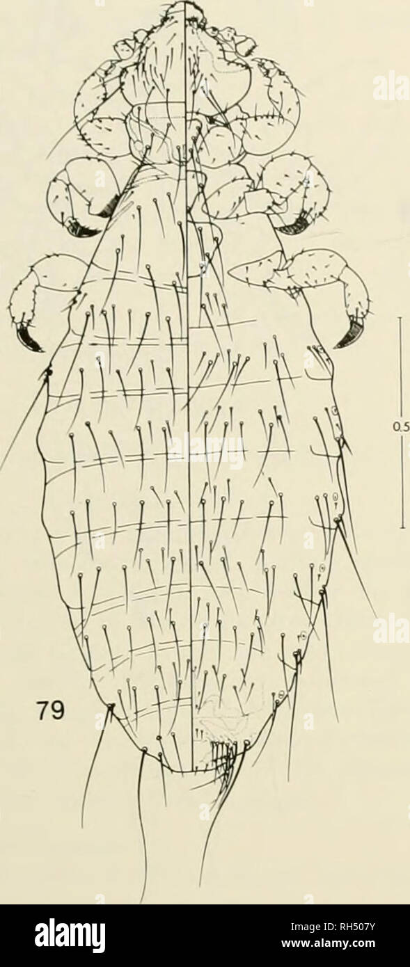 Ophaga hi-res stock photography and images - Alamy