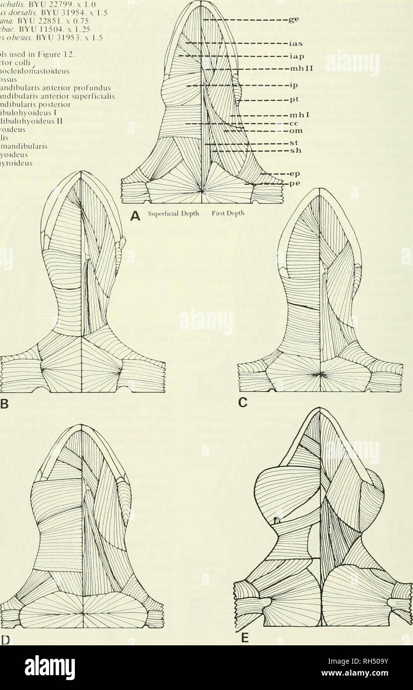 . Brigham Young University science bulletin. Biology -- Periodicals. 42 ...