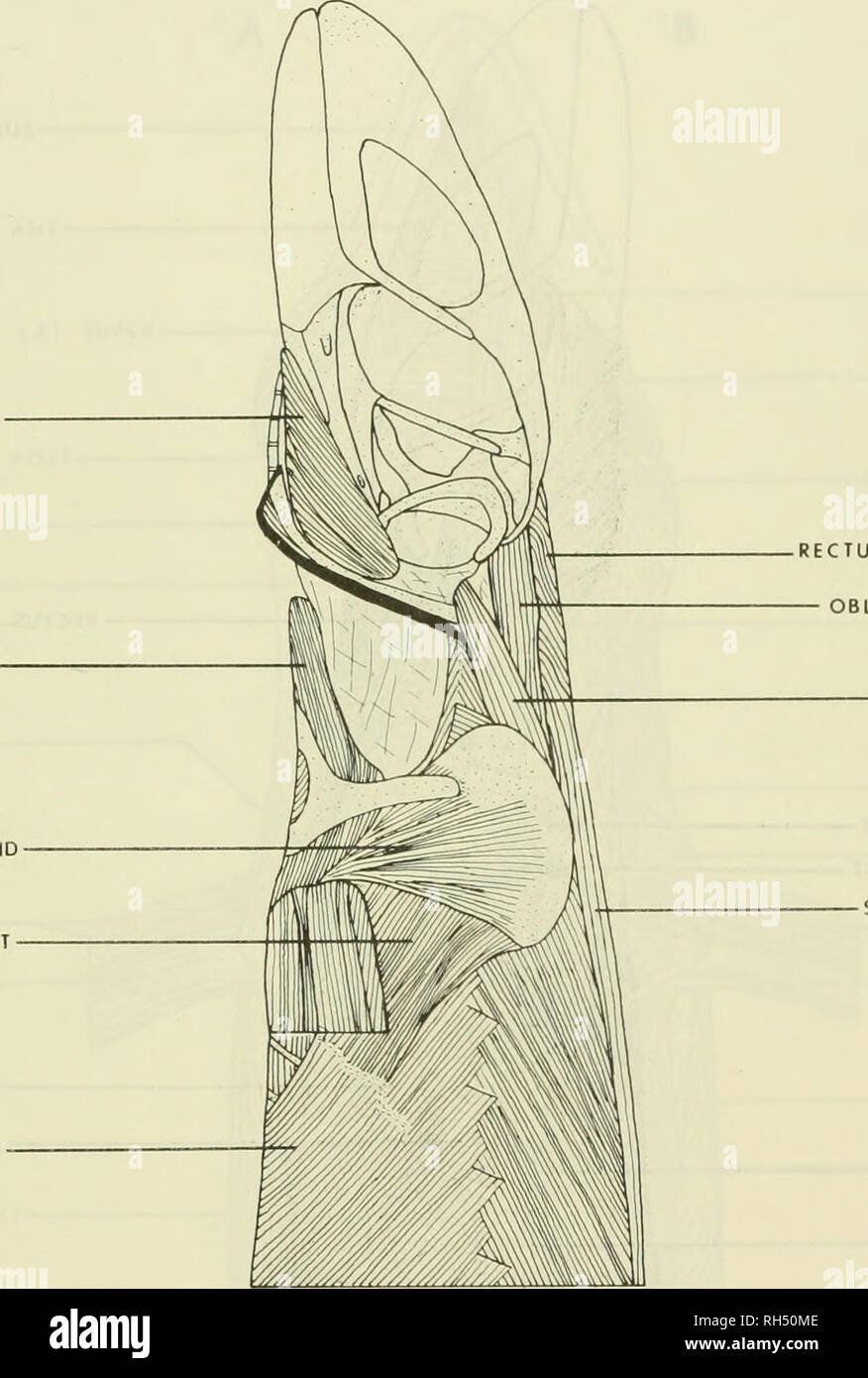 Spinalis cervicis hi-res stock photography and images - Alamy