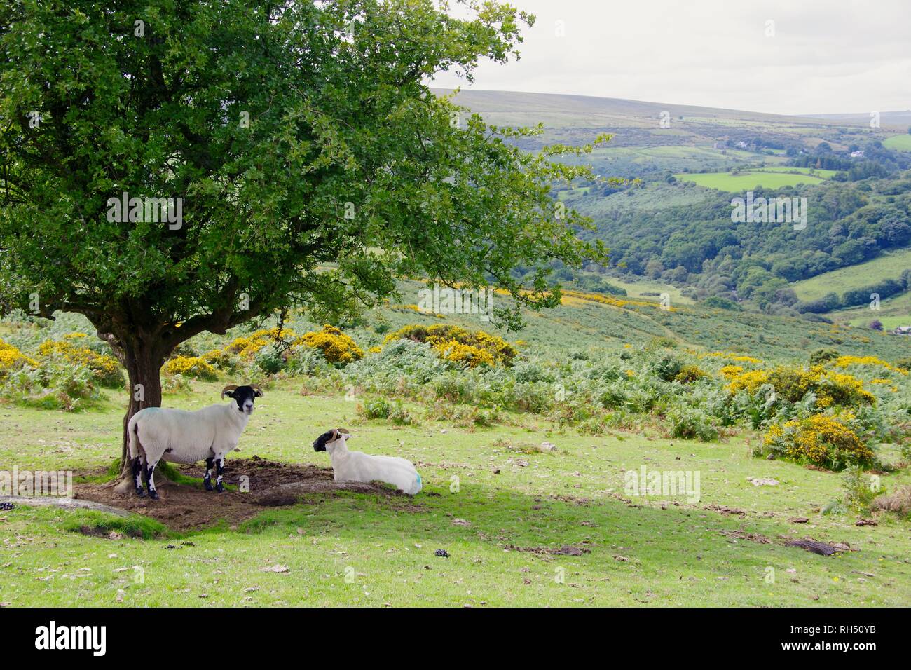 Pair of Scottish Blackfaced Sheep under a Hawthorn Tree. Dartmoor ...