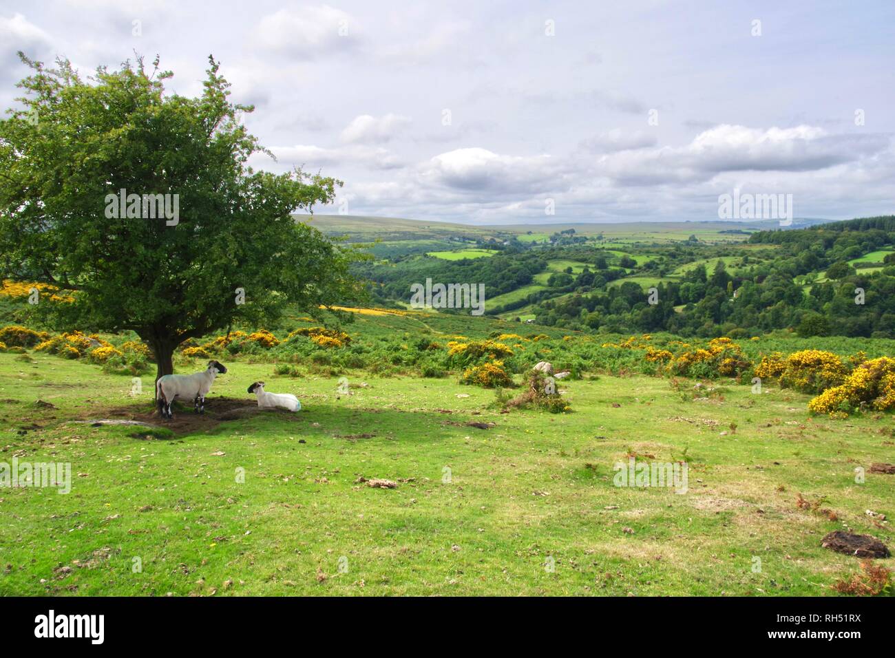 Pair of Scottish Blackfaced Sheep under a Hawthorn Tree. Dartmoor ...