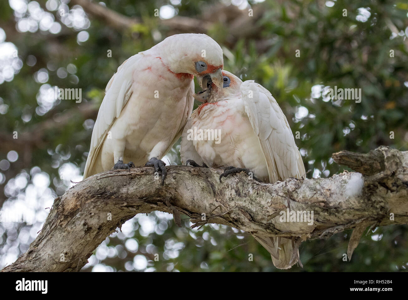 Long Billed Corella High Resolution Stock Photography and Images - Alamy