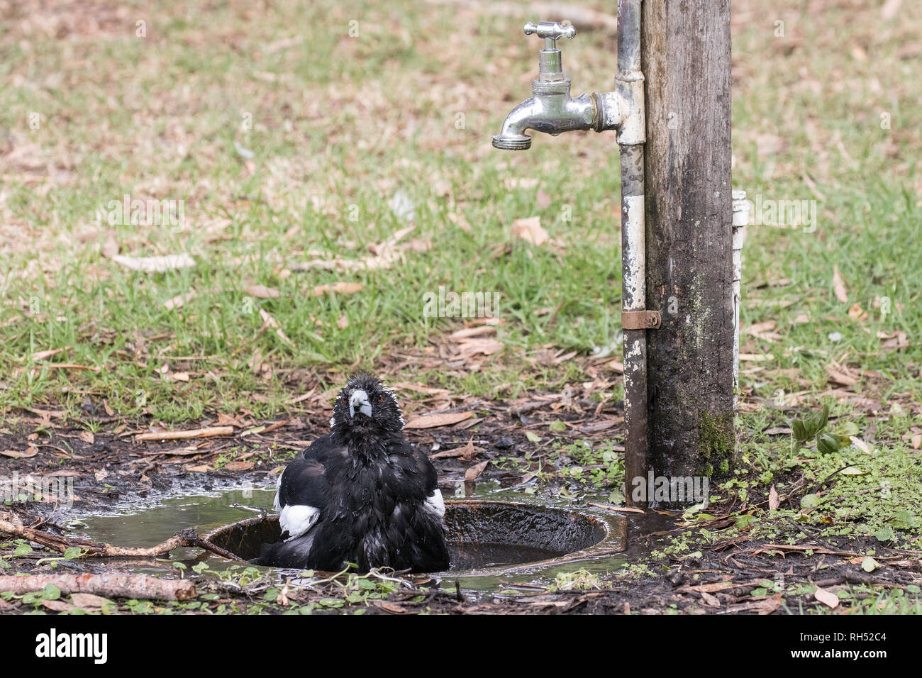 Magpie bathing hi-res stock photography and images - Alamy
