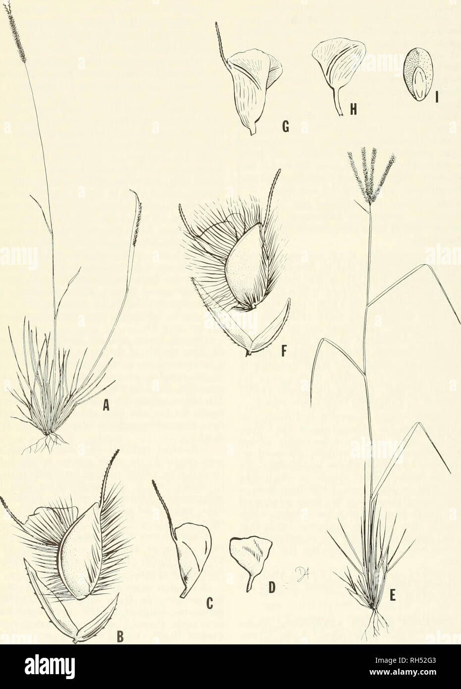 Chloris ciliata hi-res stock photography and images - Alamy