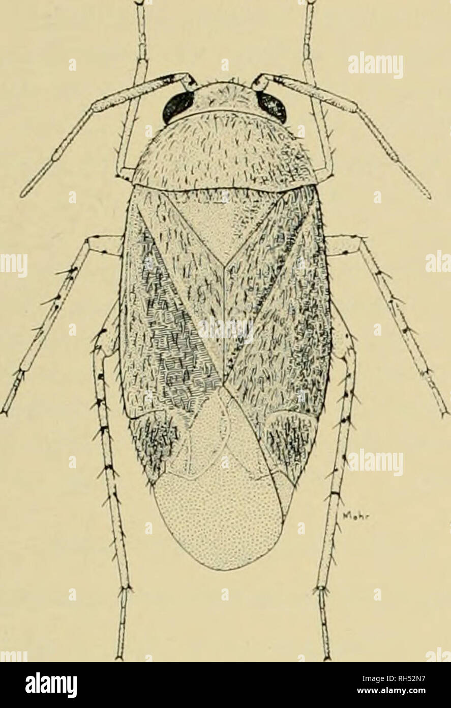 . Brigham Young University science bulletin. Biology -- Periodicals ...