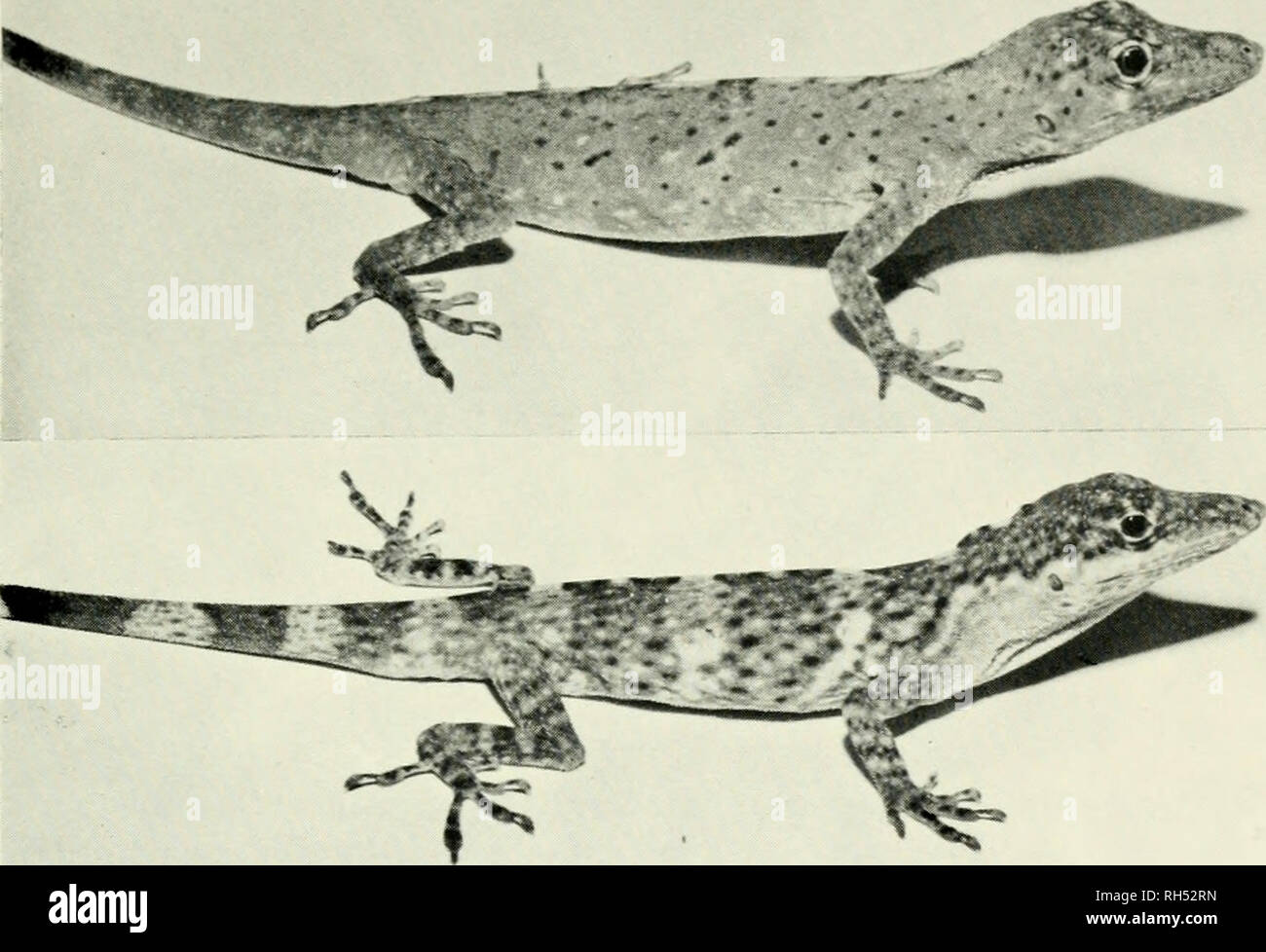 Supraocular scales hi-res stock photography and images - Alamy