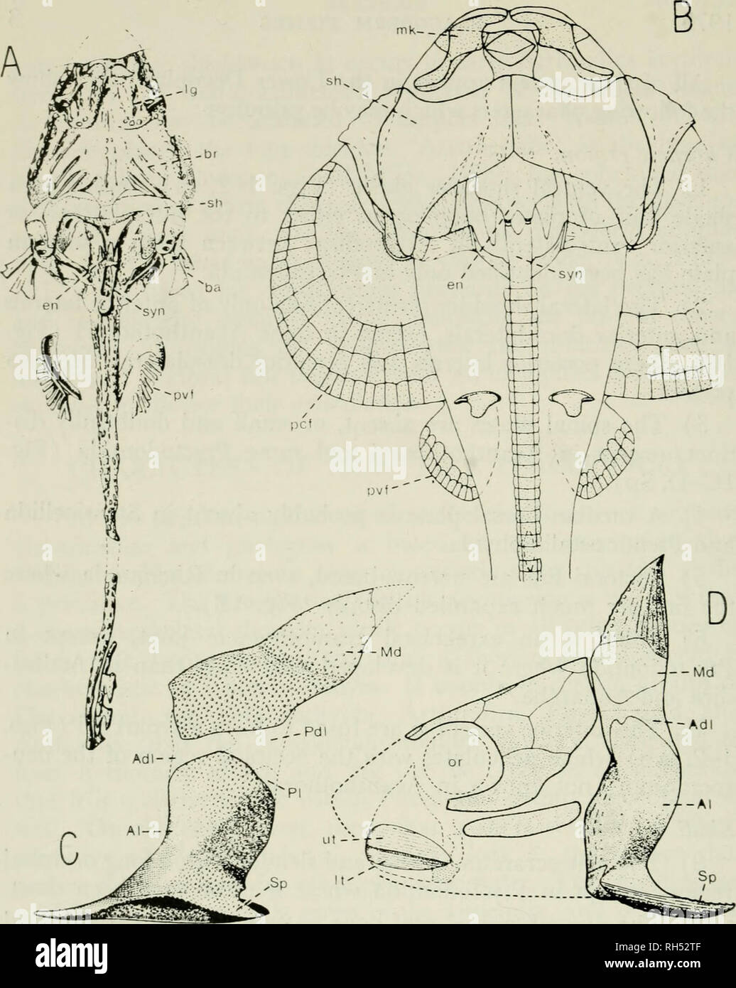 . Breviora. . Figure 1. Placoderrai with short shoulder girdles: A ...