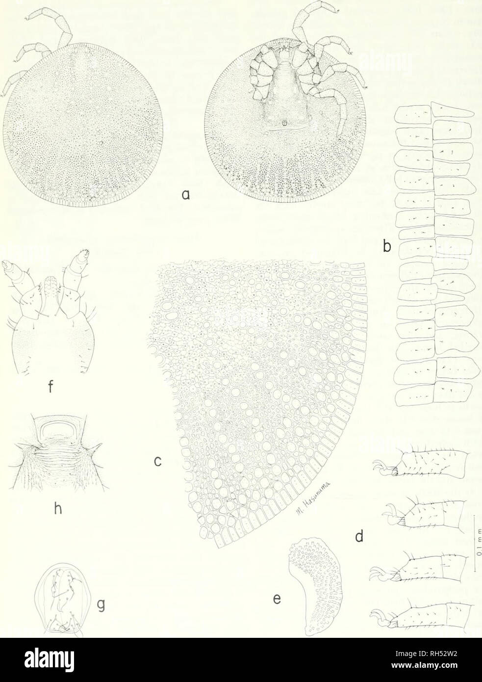 Argas hi-res stock photography and images - Alamy