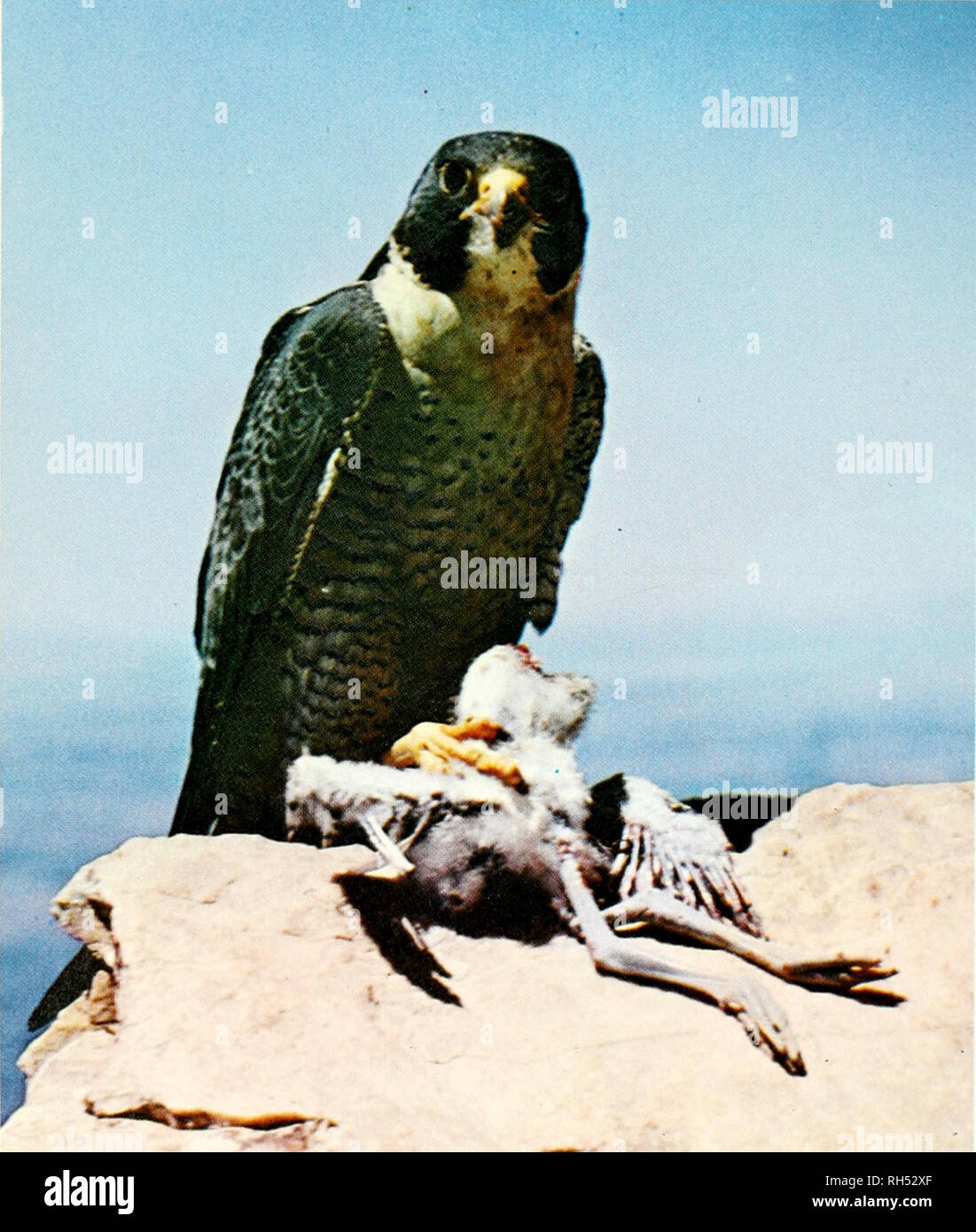 Peregrine falcon new york hi-res stock photography and images - Alamy