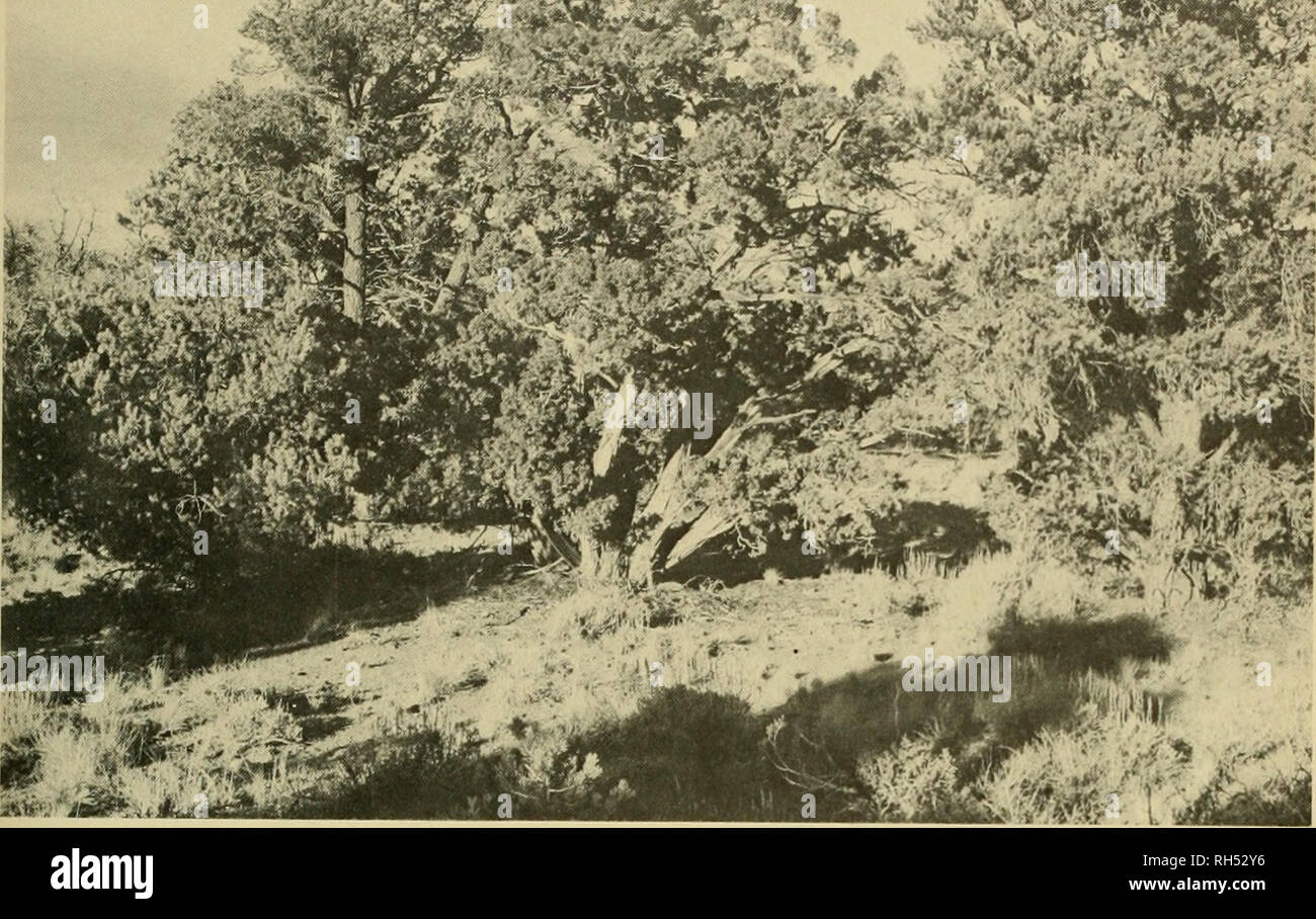 Pinus divaricata hi-res stock photography and images - Alamy