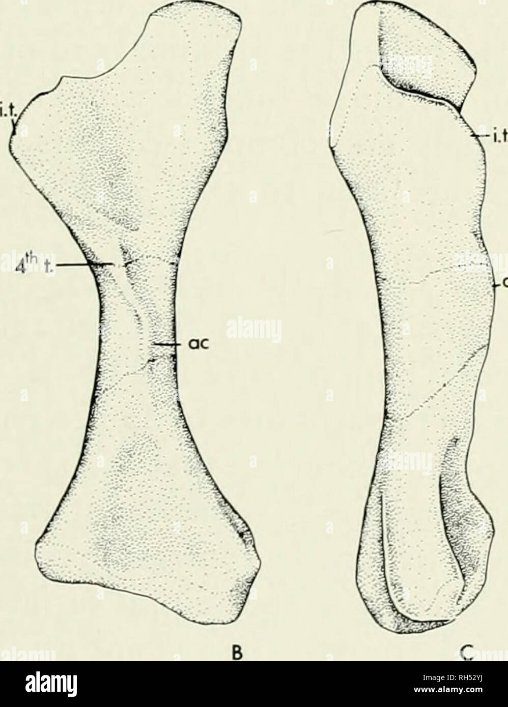 Pubic tubercle hi-res stock photography and images - Alamy